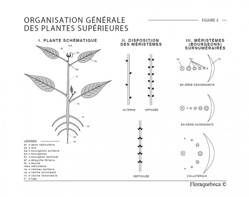 bourgeon axillaire :: FloraQuebeca